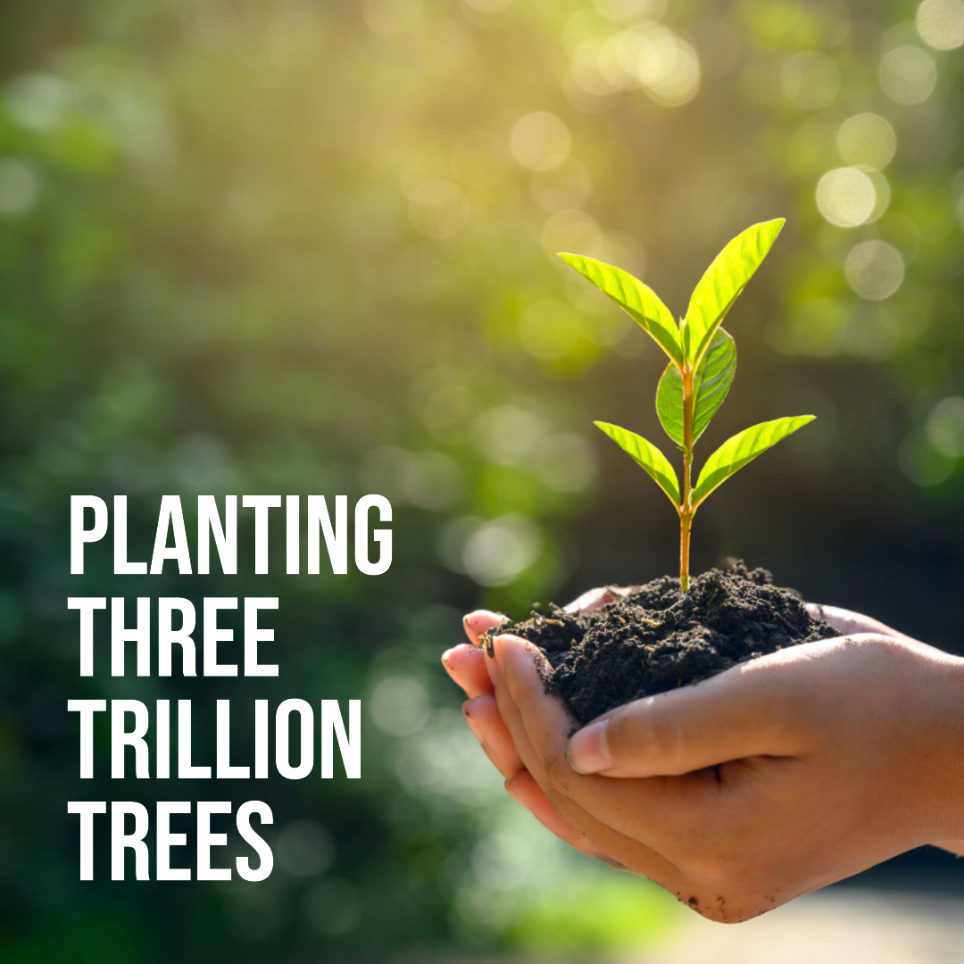 Regrow Trees